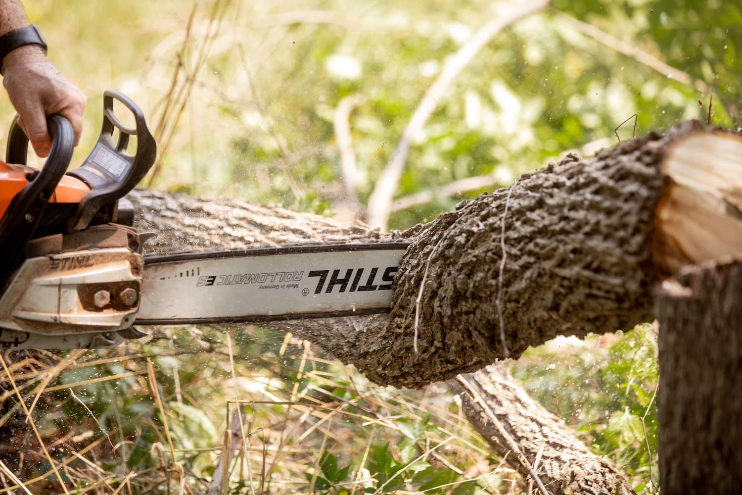 Arbor Maintenance | Your Local Staunton Arborist | Sylvan Scapes